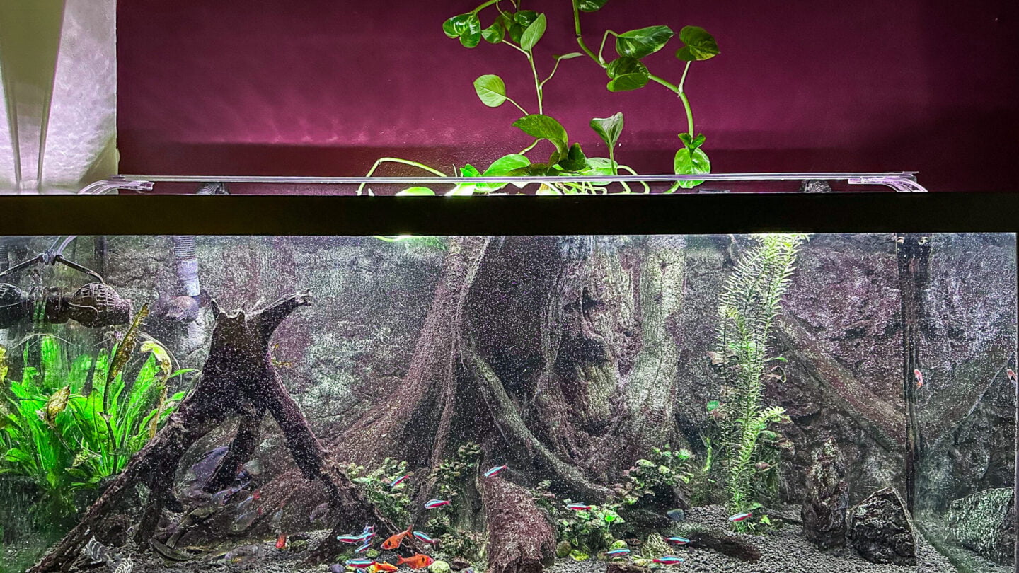 Unlock the Benefits of Pothos in Your Aquarium!